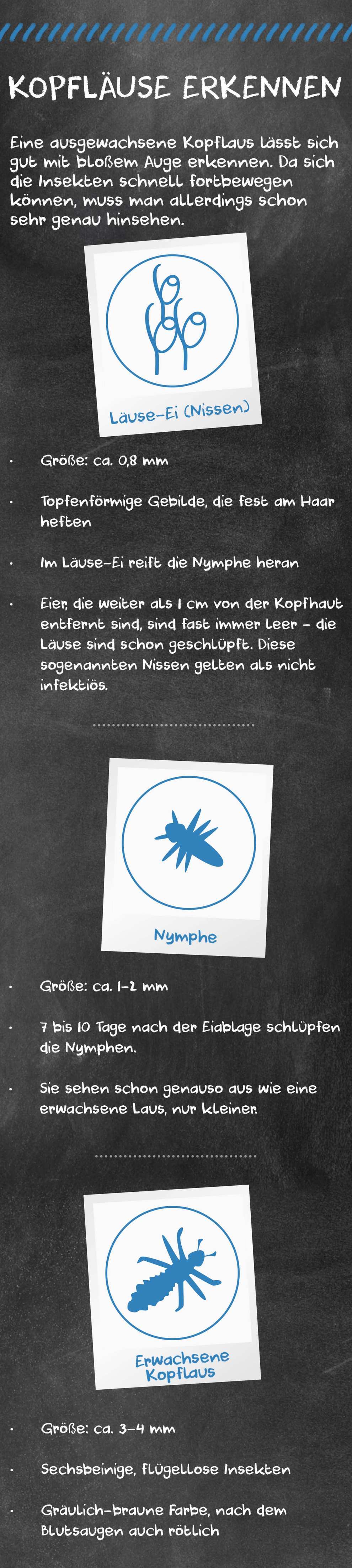 Das Wichtigste auf einen Blick | Kopfläuse